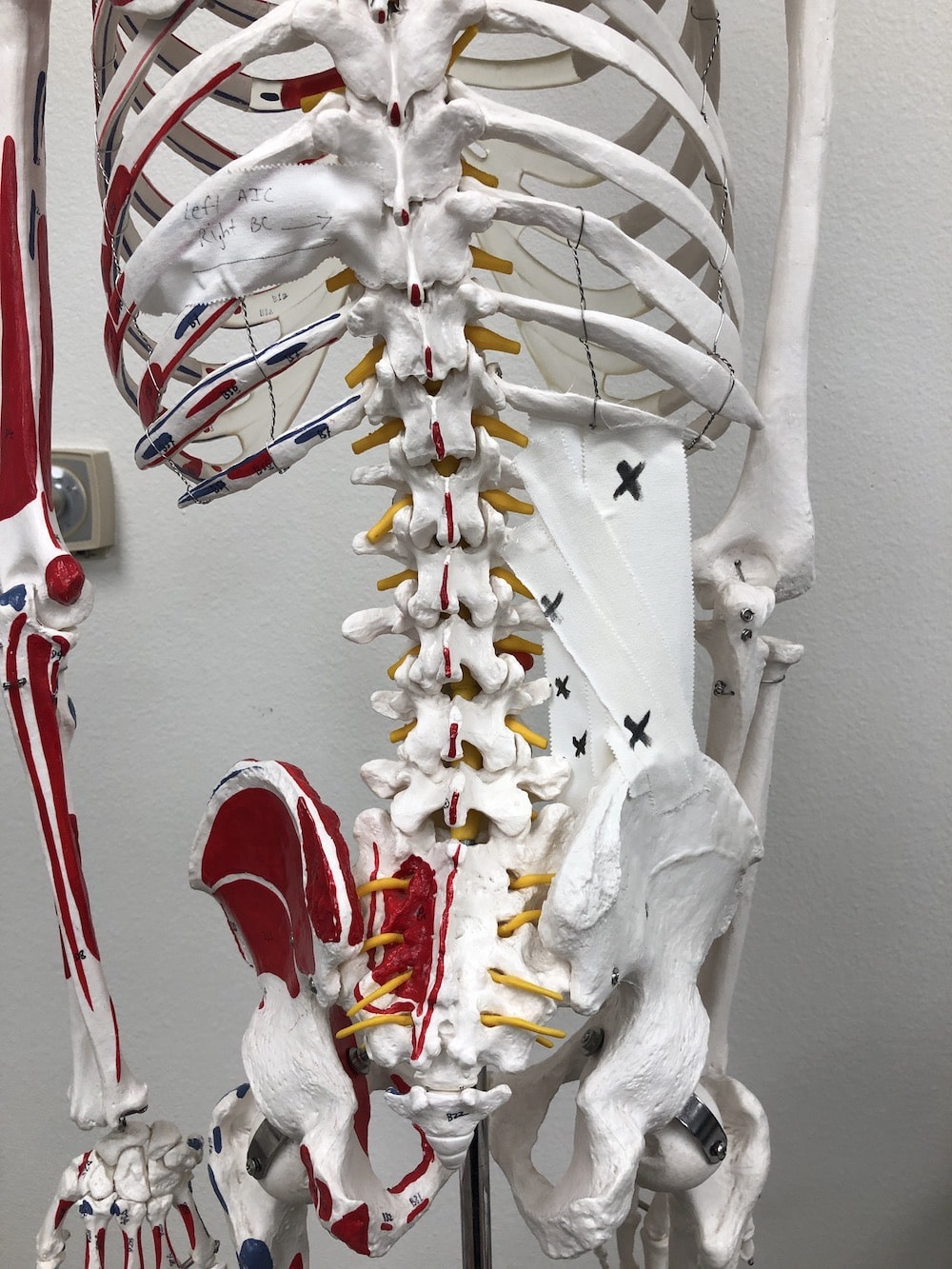 Top 3 Quadratus Lumborum Release Techniques For Pain Relief